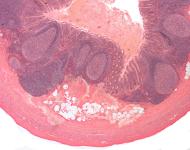 Elektronisches Histologie Lernprogramm