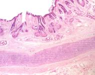 Elektronisches Histologie Lernprogramm