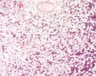 Elektronisches Histologie Lernprogramm